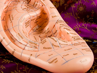 Ear acupuncture is based on the theory that the ear holds a microsystem ...